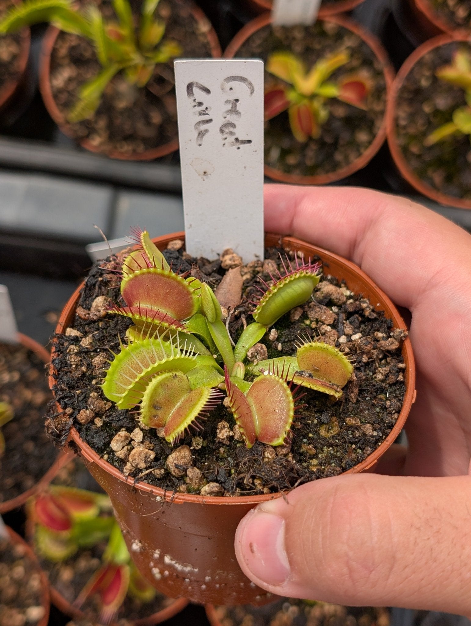 Dionaea muscipula "Great line" - Comprar en tienda online - Carniterrace.